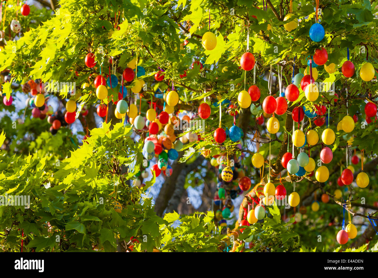 Germany, Baden-Wuerttemberg, Ludwigsburg, Dekorated tree with easter ...