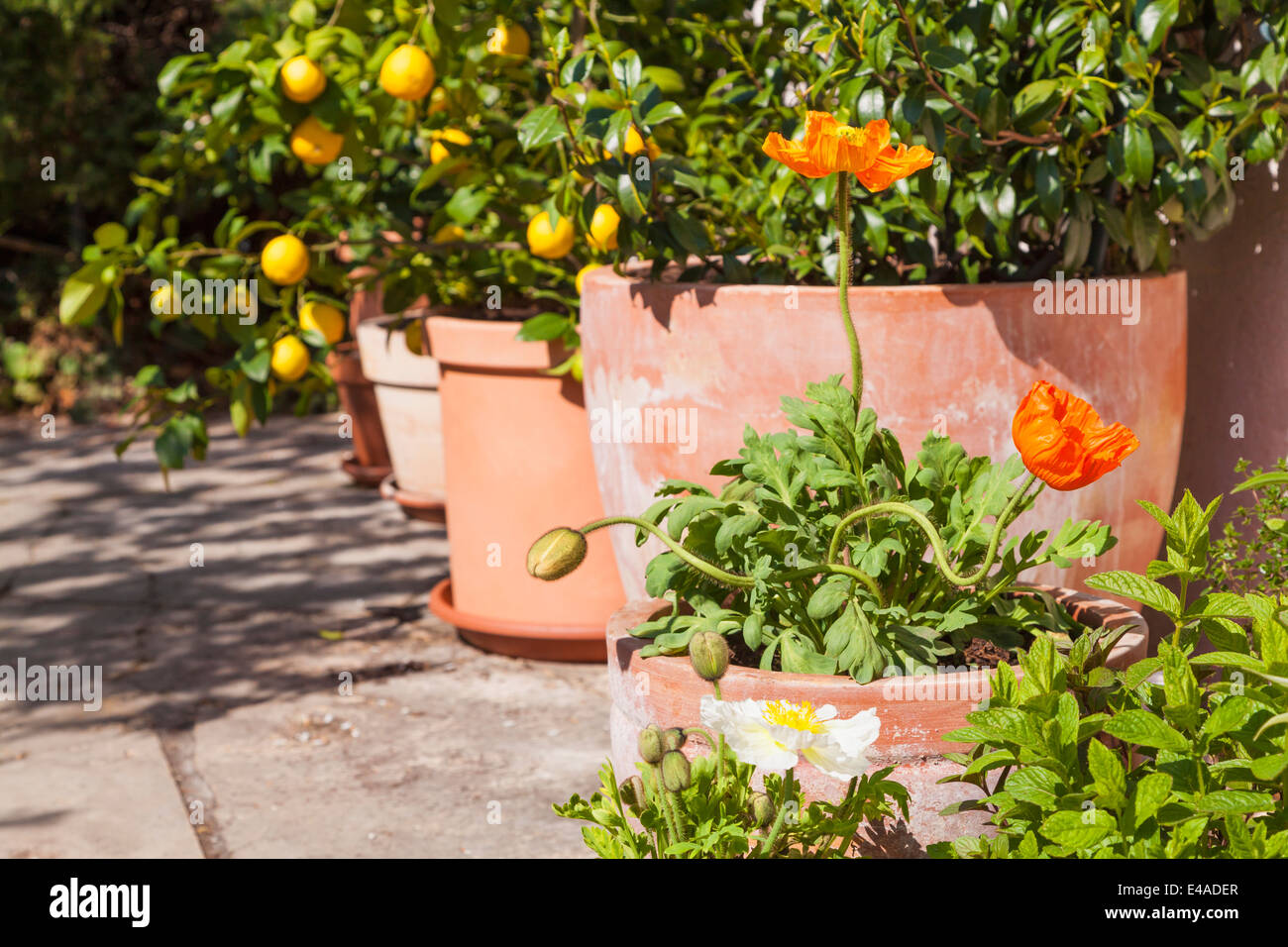Citrus, poppies, Papaver, and common jasmine, Jasminum officinale ...