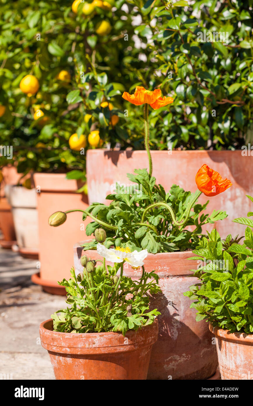 Citrus, poppies, Papaver, and common jasmine, Jasminum officinale ...