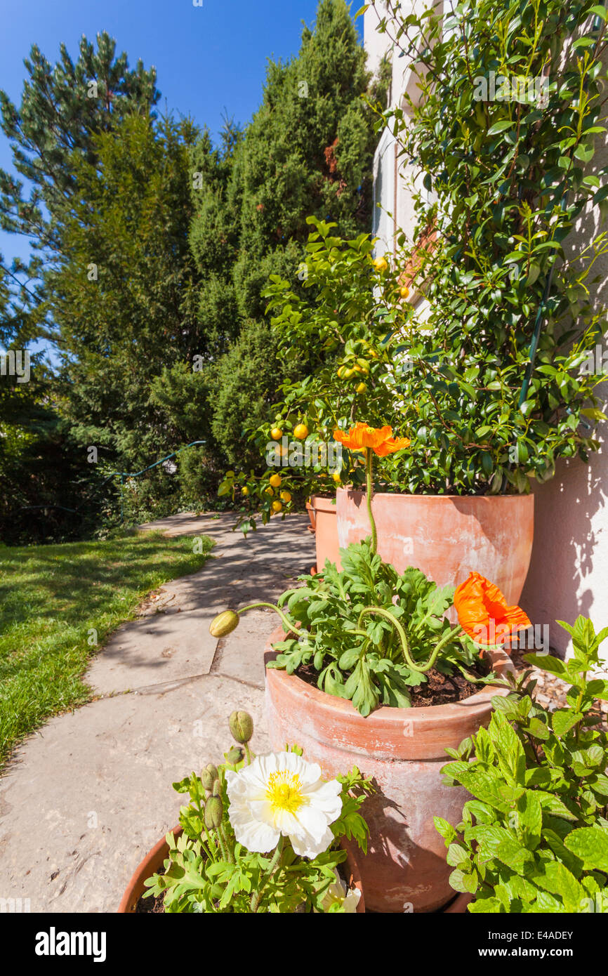 Citrus, poppies, Papaver, and common jasmine, Jasminum officinale ...