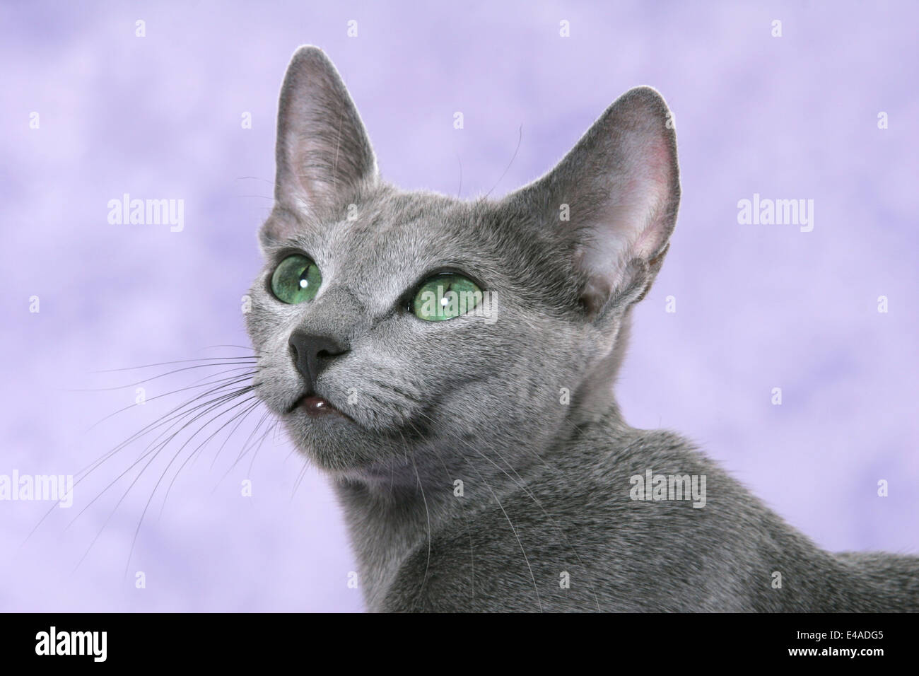 Russian Blue Portrait Stock Photo - Alamy