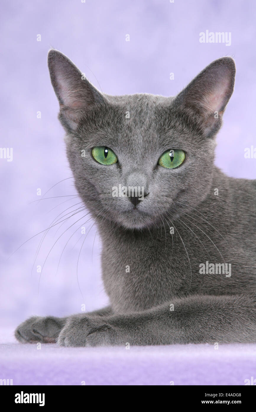 Russian lilac hi-res stock photography and images - Alamy