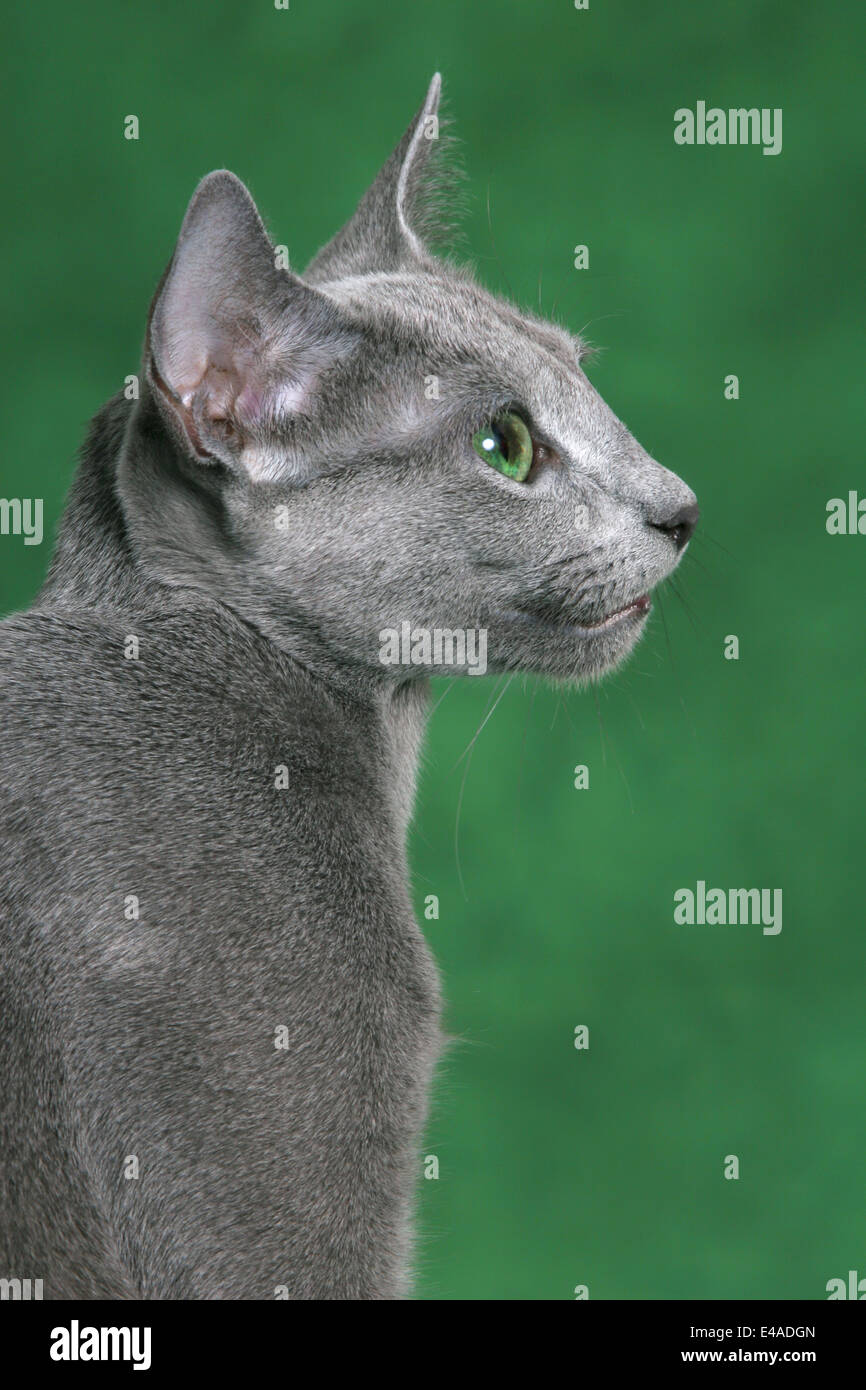 Russian Blue Portrait Stock Photo - Alamy