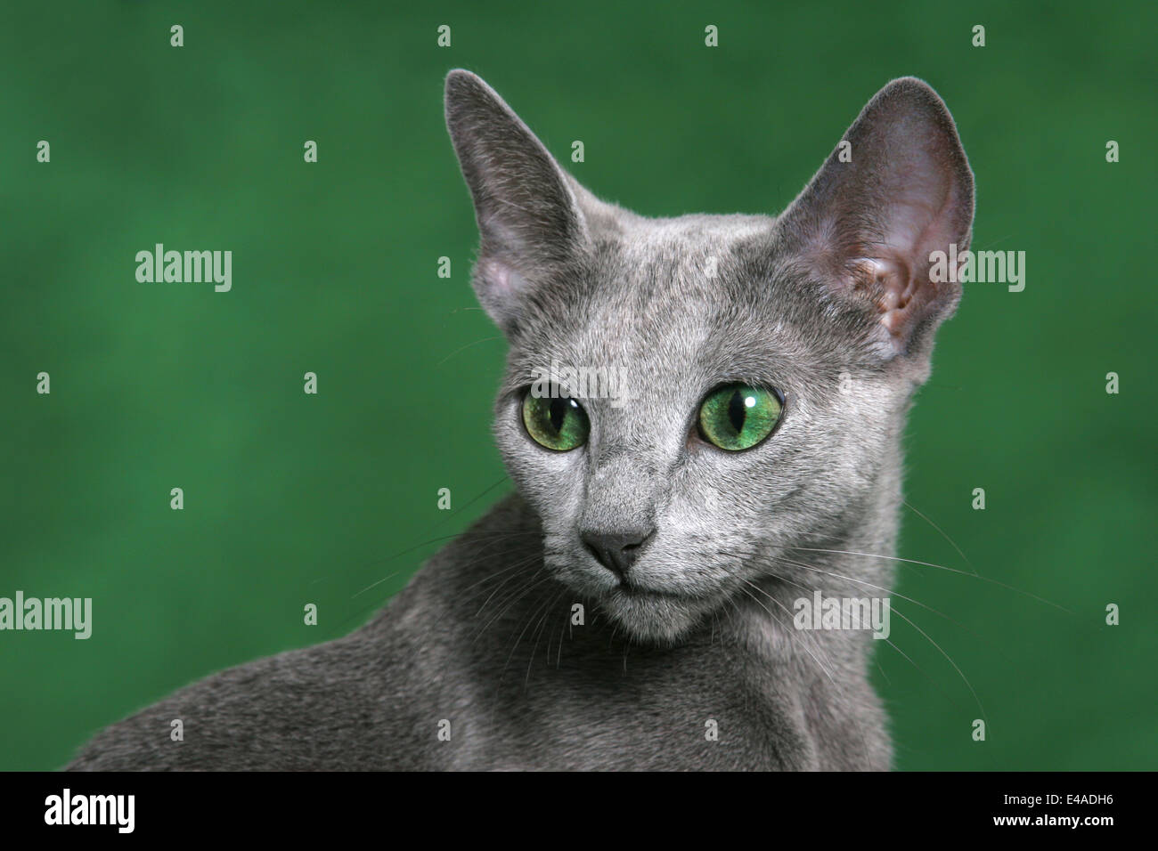 Russian Blue Portrait Stock Photo - Alamy