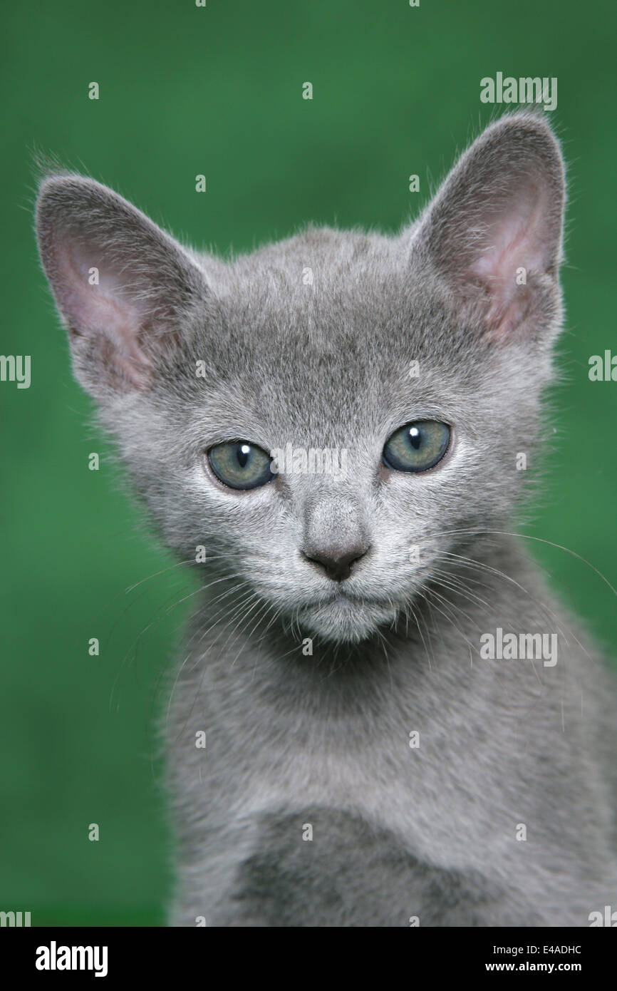 Russian Blue Portrait Stock Photo - Alamy