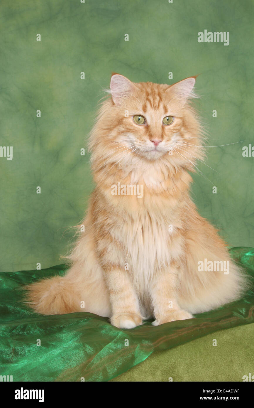 Norwegian Forest Cat tomcat Stock Photo - Alamy