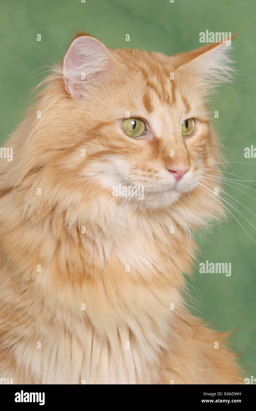 Norwegian Forest Cat tomcat Stock Photo - Alamy