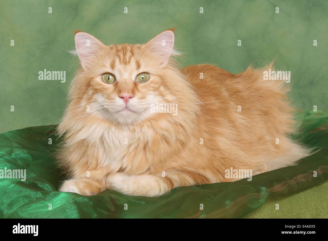 Norwegian Forest Cat tomcat Stock Photo - Alamy