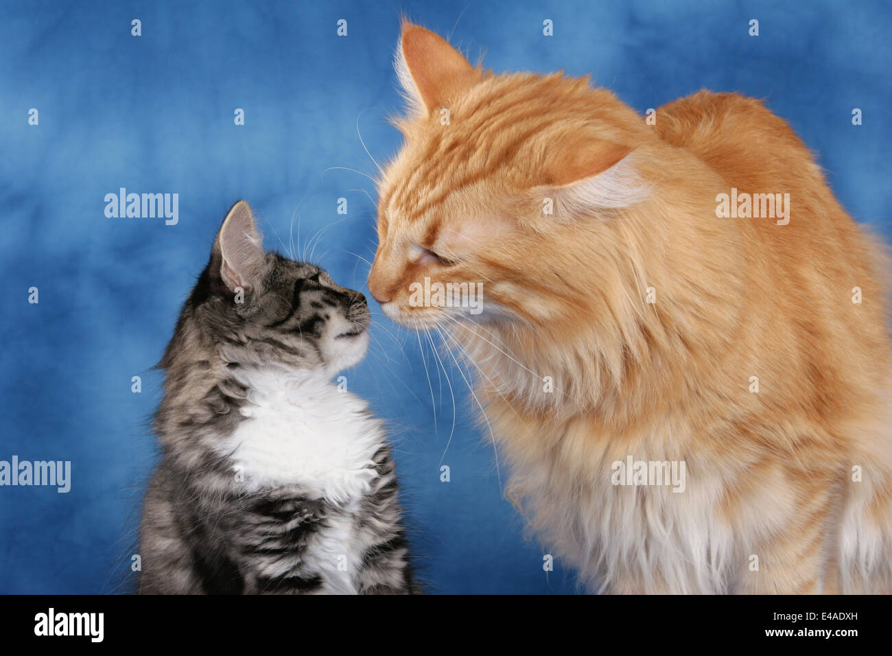 Bg cats hi-res stock photography and images - Alamy