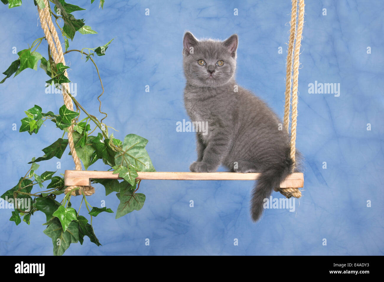 kitten on swing Stock Photo - Alamy