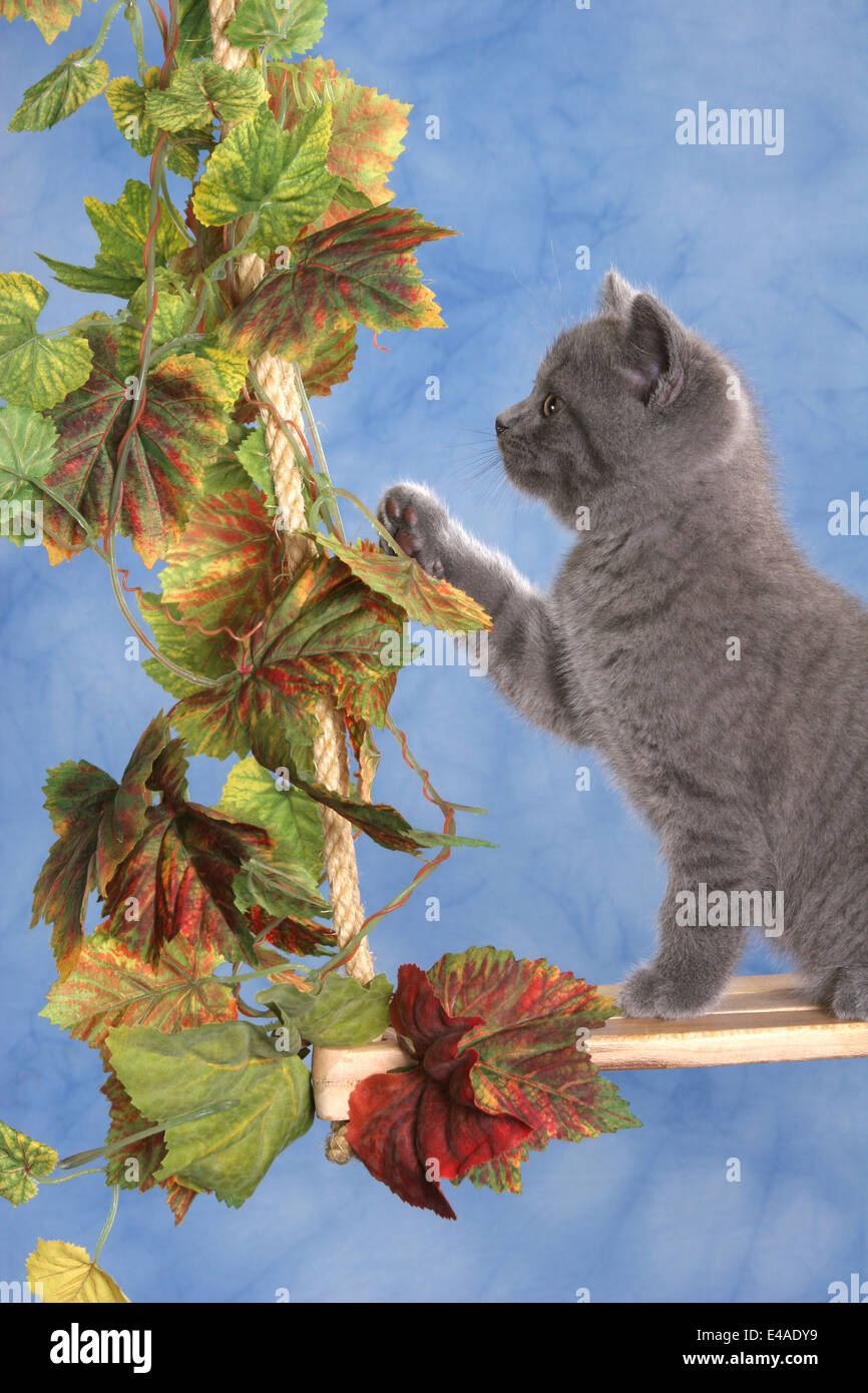 kitten on swing Stock Photo - Alamy