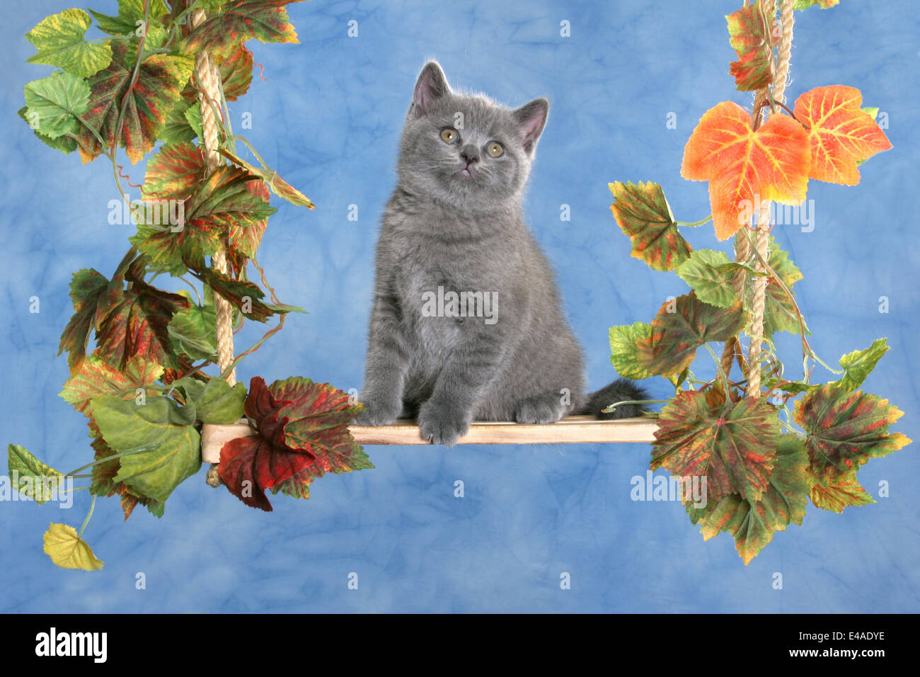 Domestic cat on swing hi-res stock photography and images - Alamy