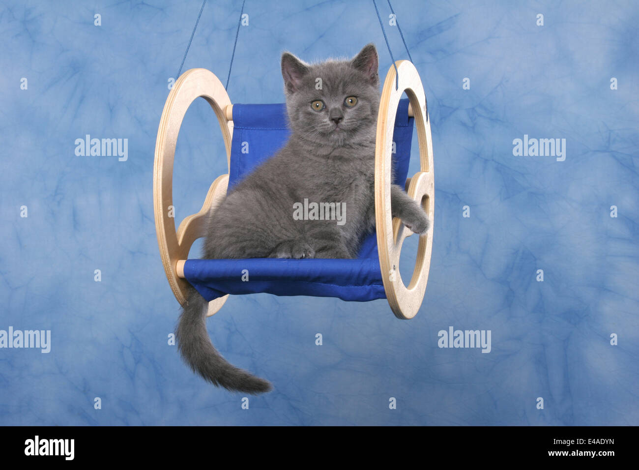 Grey cat swing hi-res stock photography and images - Alamy