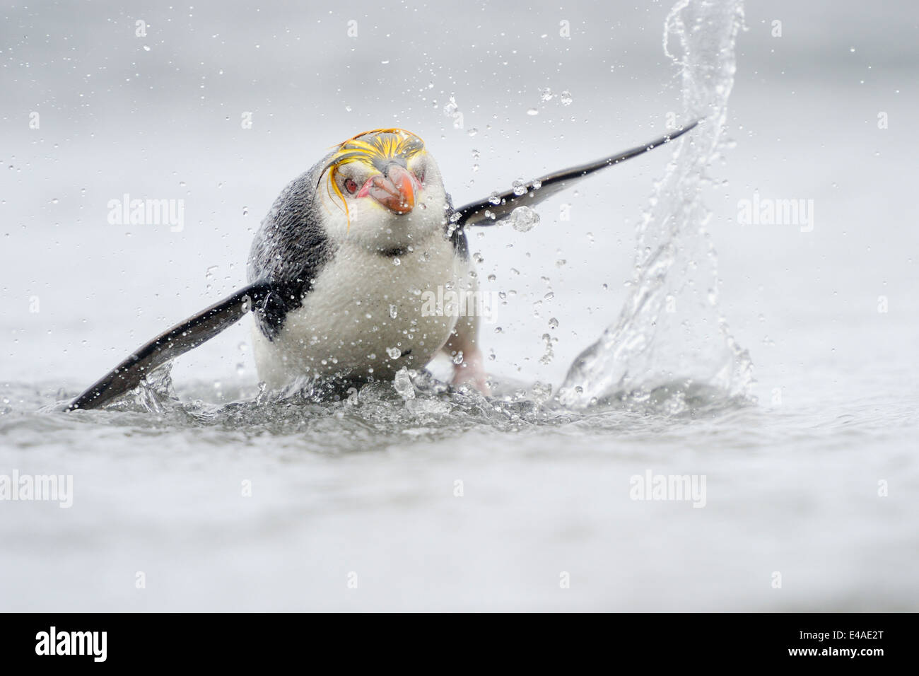 Penguin jumping water hi-res stock photography and images - Alamy