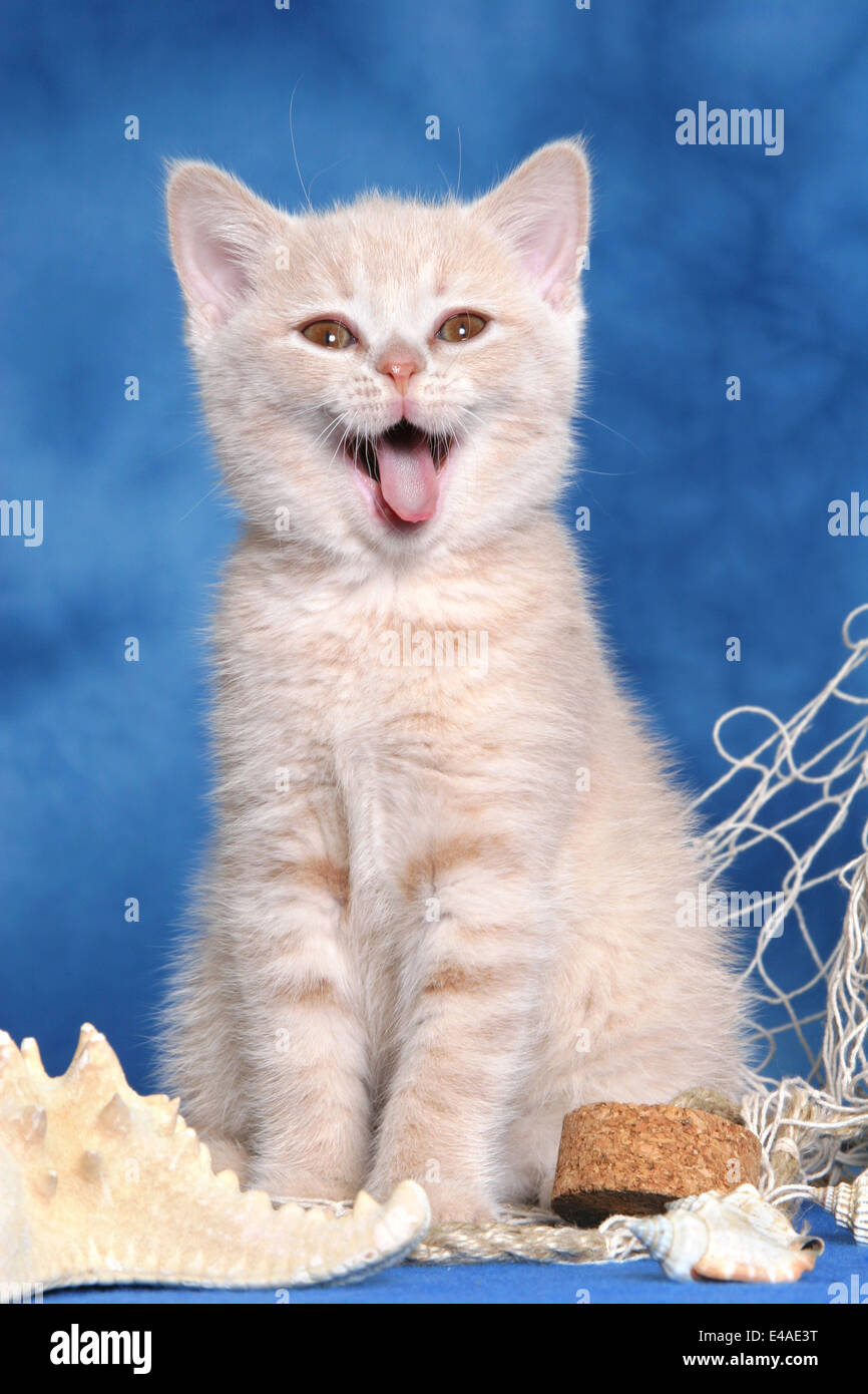 Kitten yawning hi-res stock photography and images - Alamy