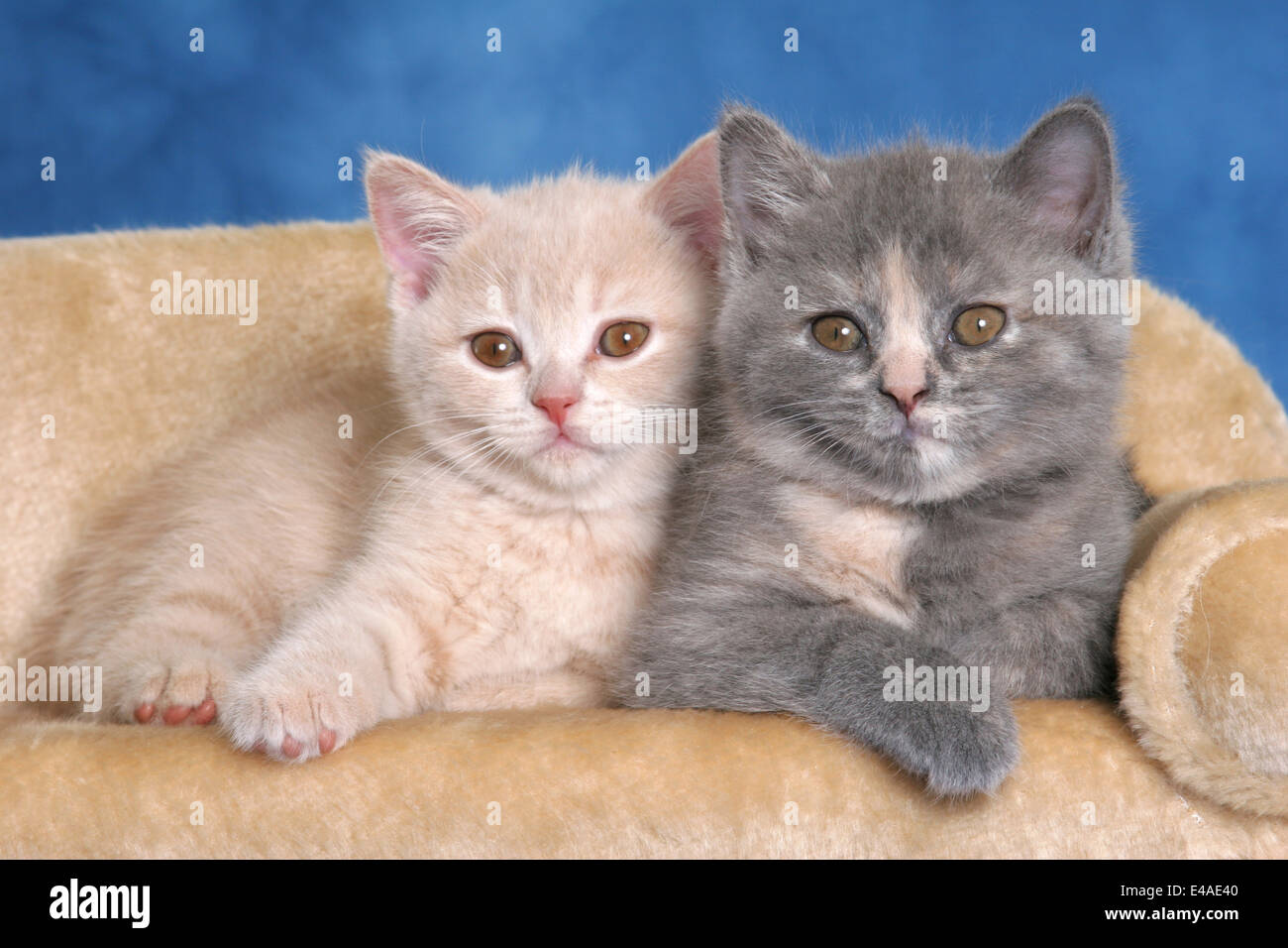 kitten on couch Stock Photo - Alamy