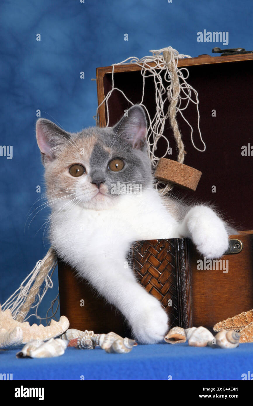 Kitten in treasure chest Stock Photo - Alamy