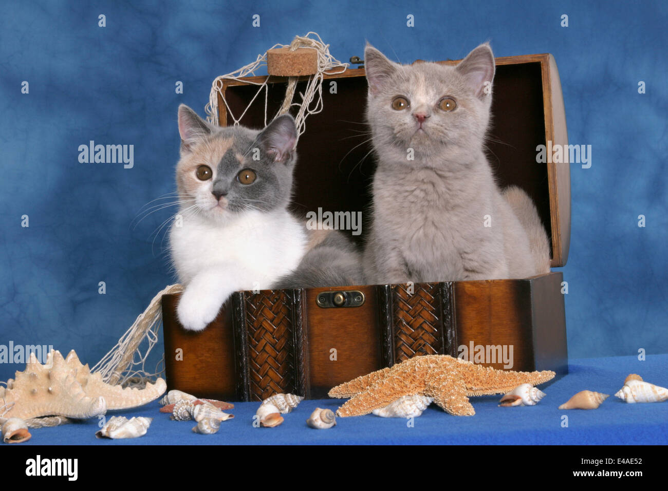 kitten in treasure chest Stock Photo - Alamy