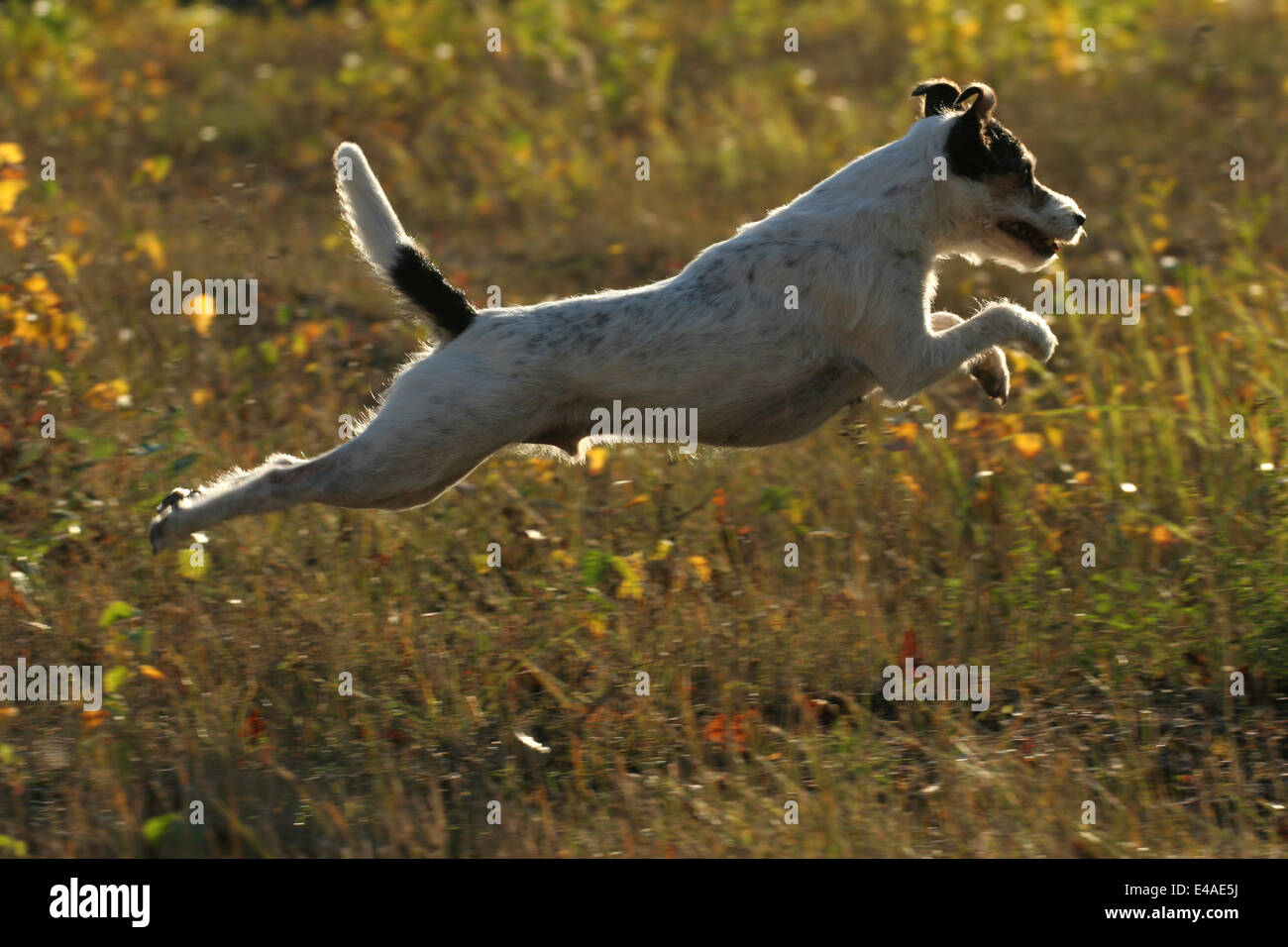 running Parson Russell Terrier Stock Photo - Alamy