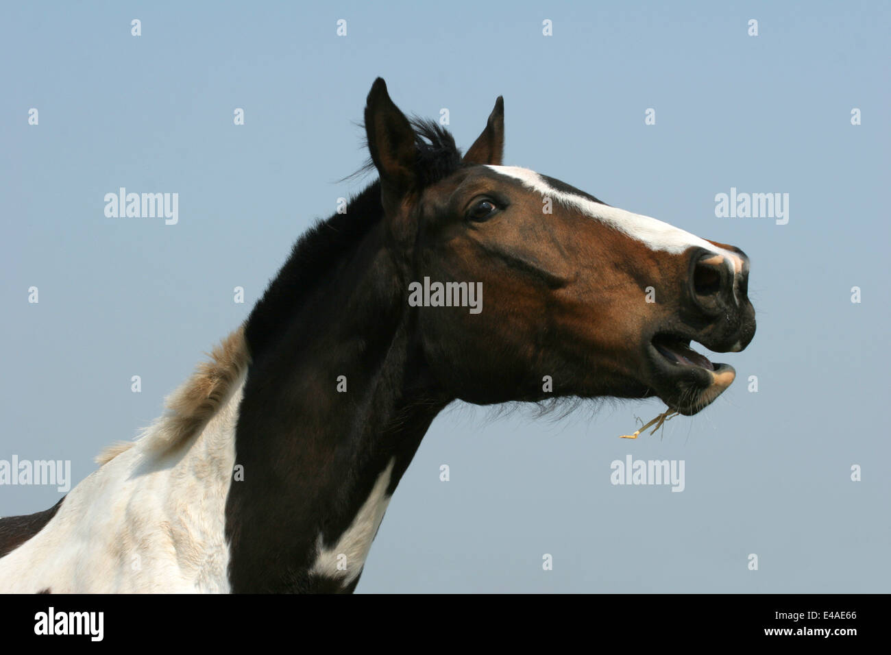 Whinnying horse horses hi-res stock photography and images - Alamy