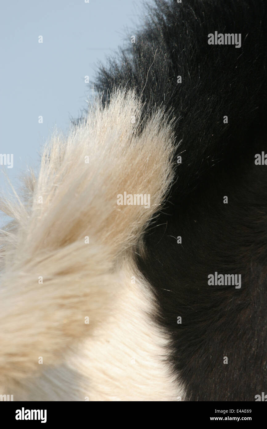 Pinto muster hi-res stock photography and images - Alamy