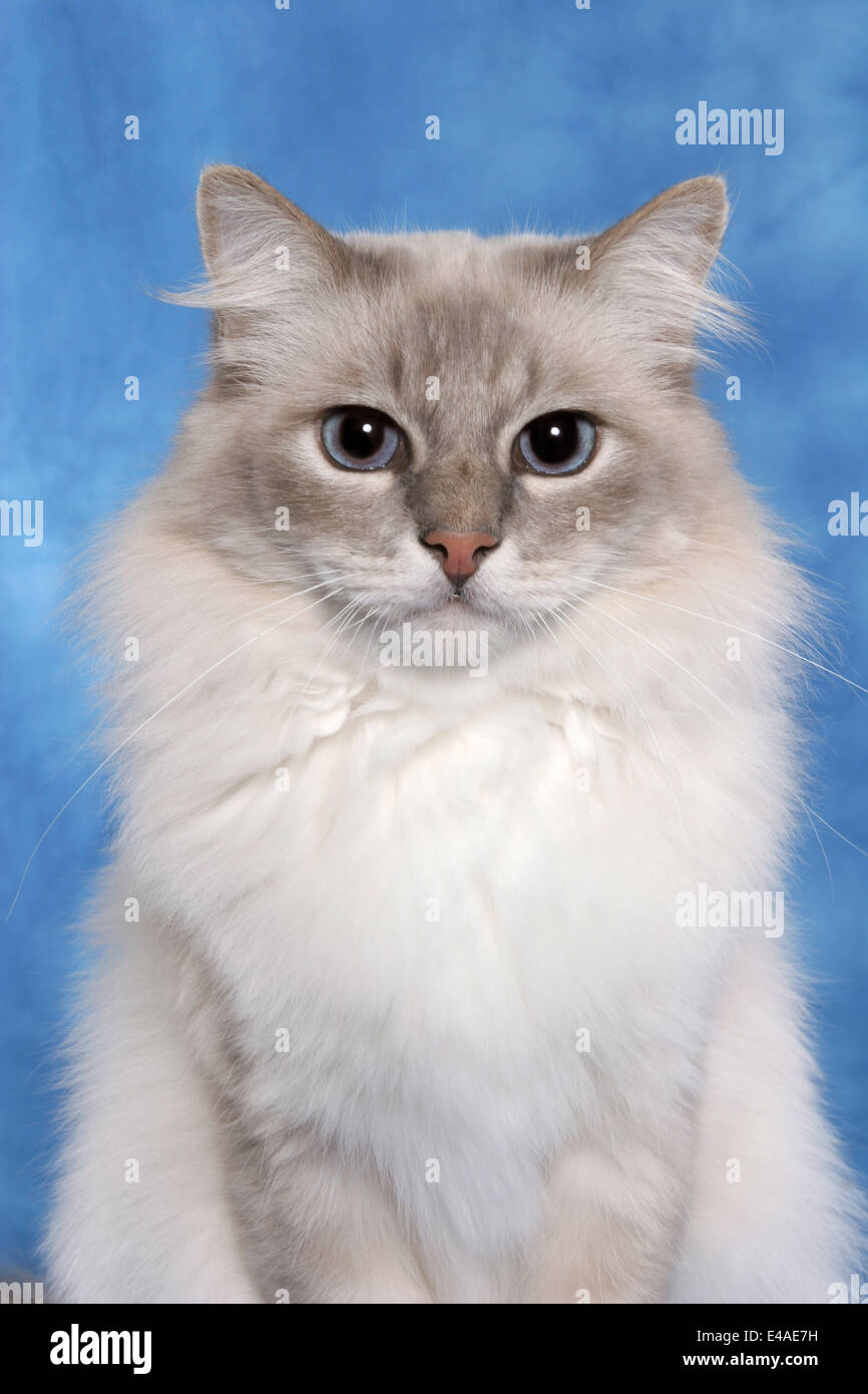 Birman cat, blue tabby point hi-res stock photography and images - Alamy