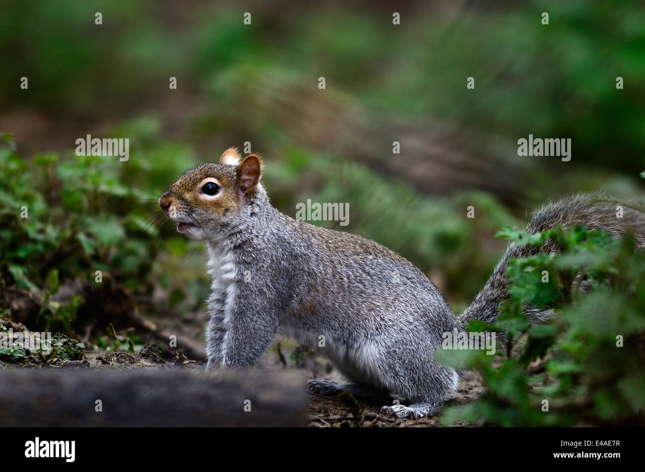 Look a squirrel hi-res stock photography and images - Alamy