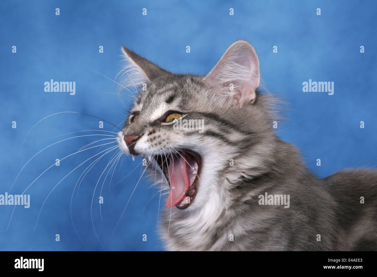 Yawning cat hi-res stock photography and images - Alamy