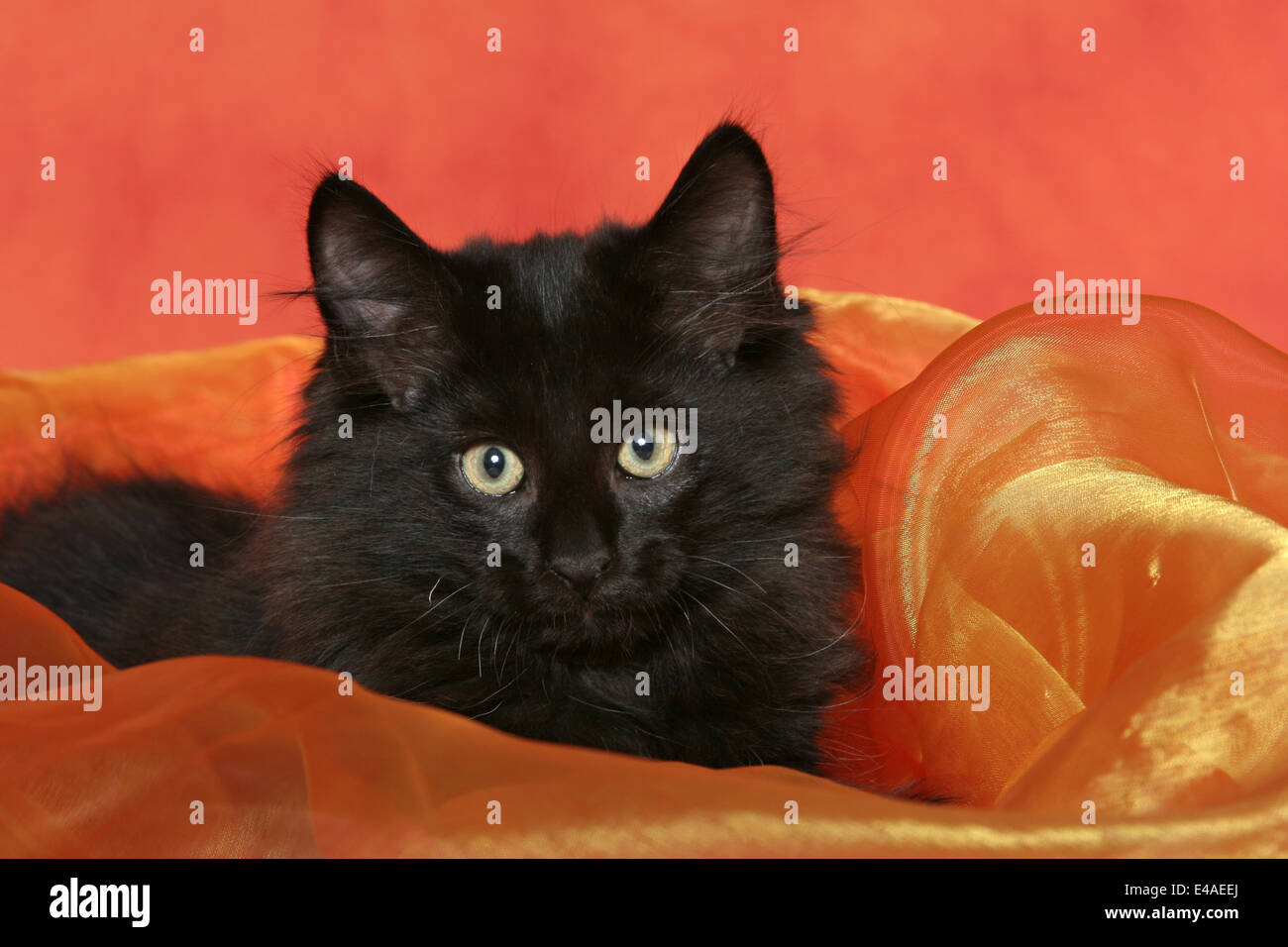Norwegian Forest Kitten Stock Photo - Alamy