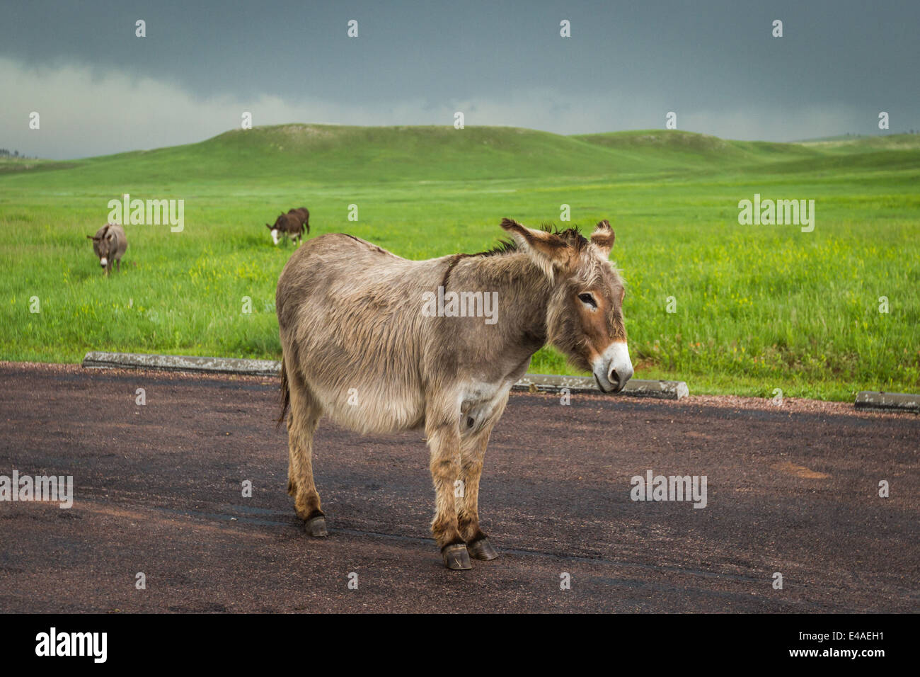 wild burros in Custer state park, South Dakota with green spring grass ...