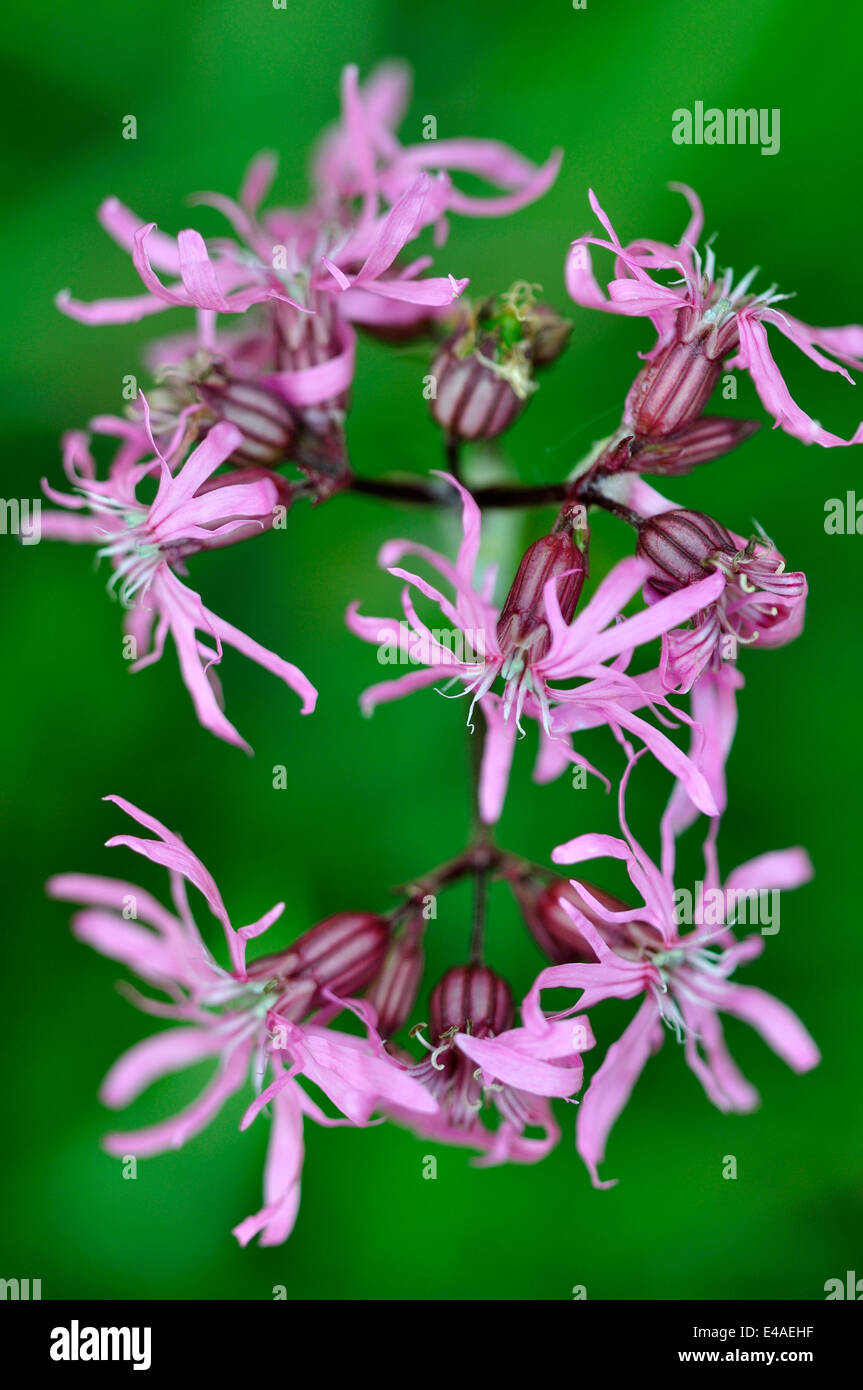 Long Pink Petals High Resolution Stock Photography and Images - Alamy