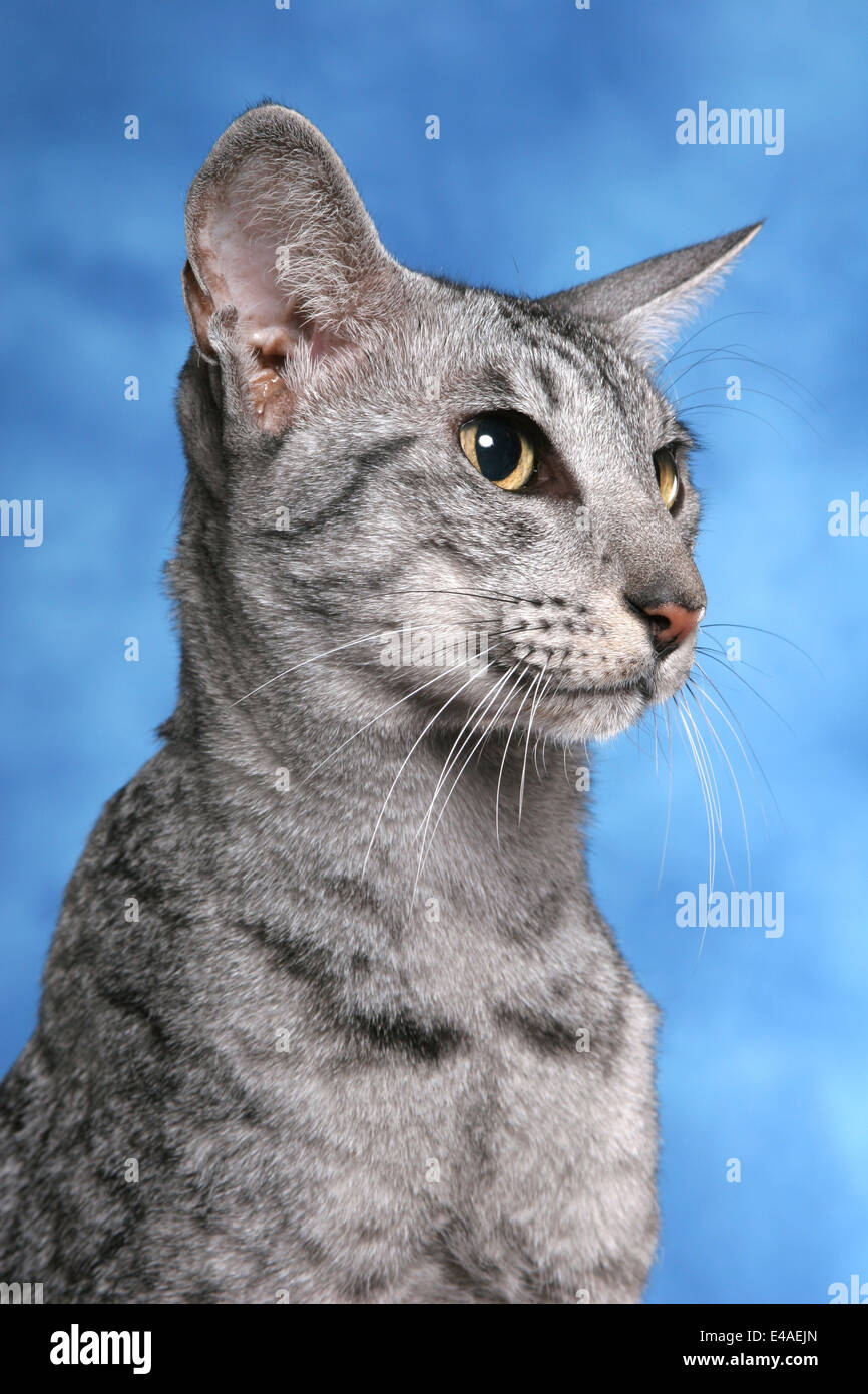 Silver tabby domestic shorthair hi-res stock photography and images - Alamy