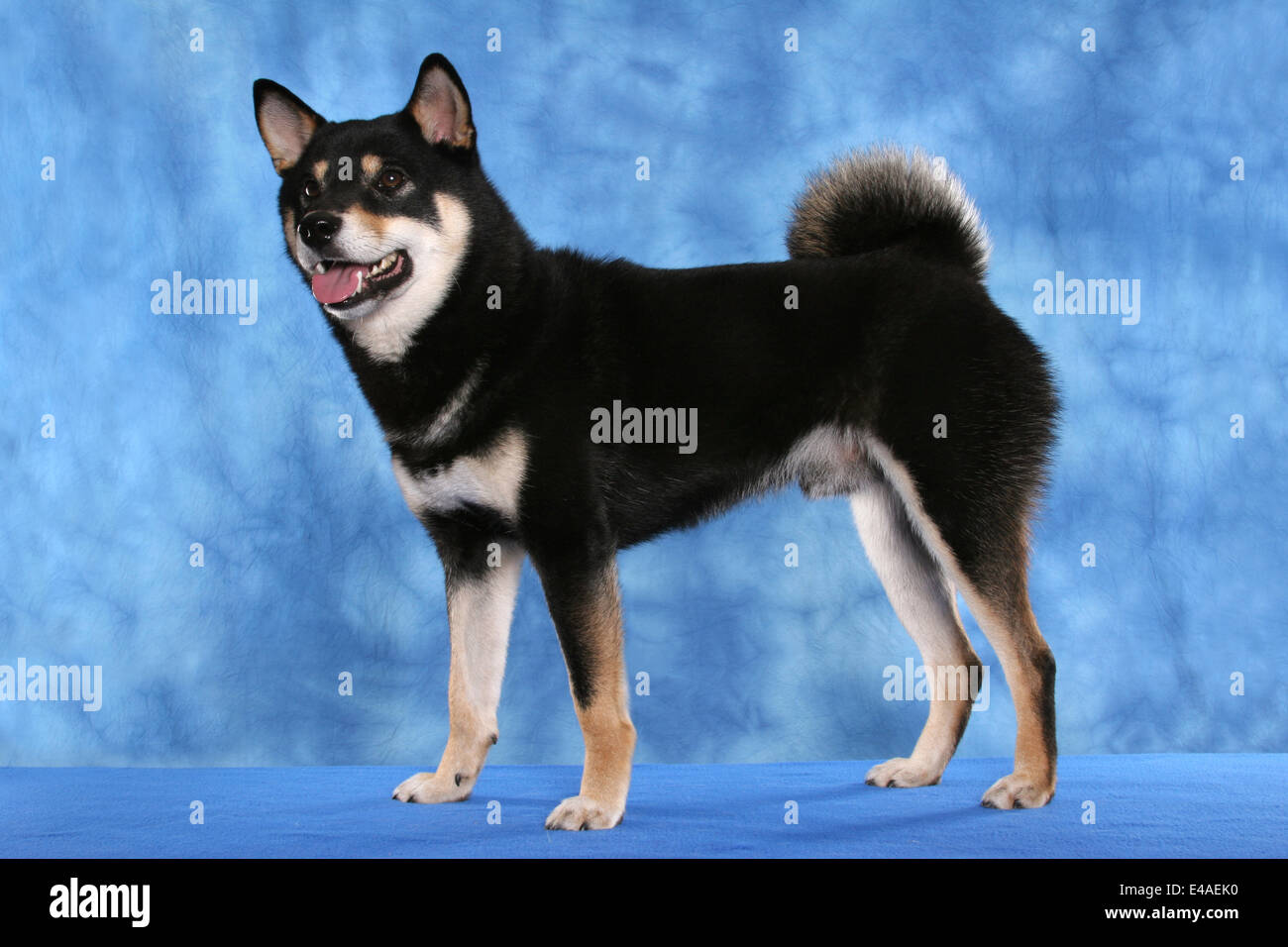 Shiba inu dogs hi-res stock photography and images - Alamy