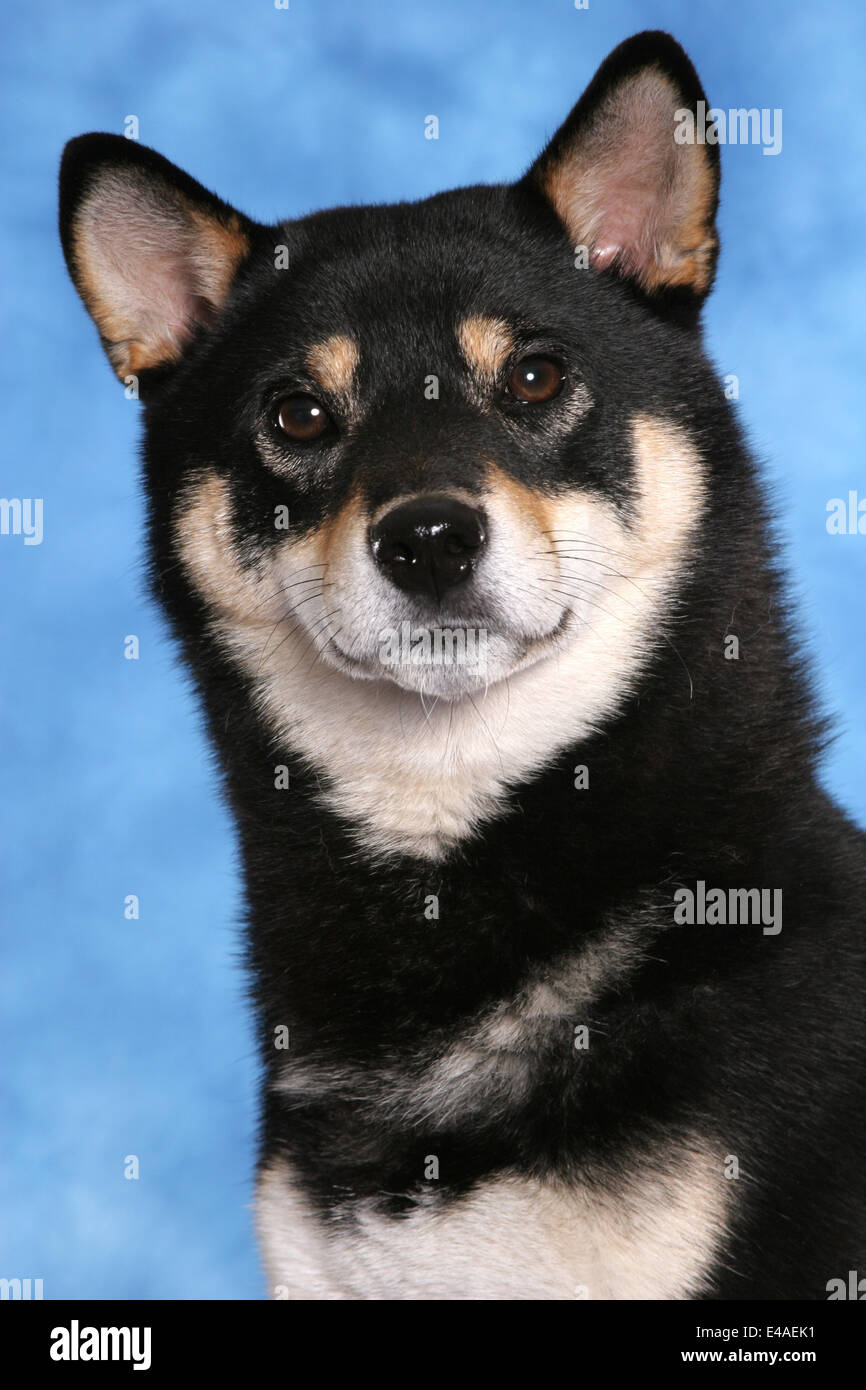 Ken shiba hi-res stock photography and images - Alamy