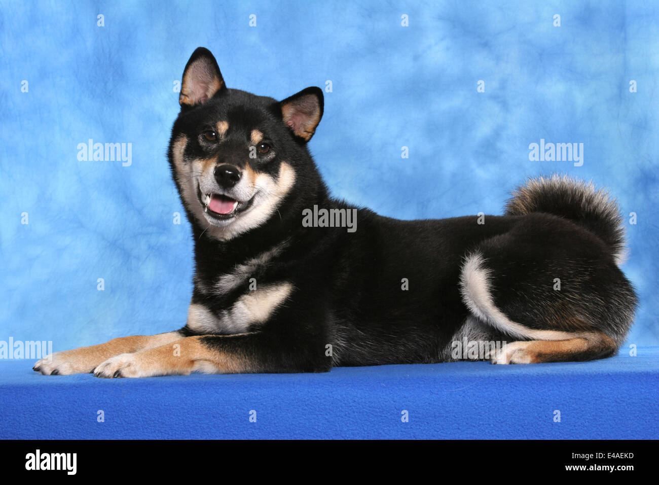 lying Shiba Inu Stock Photo - Alamy