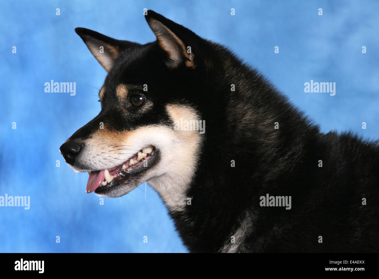 Shiba side profile hi-res stock photography and images - Alamy
