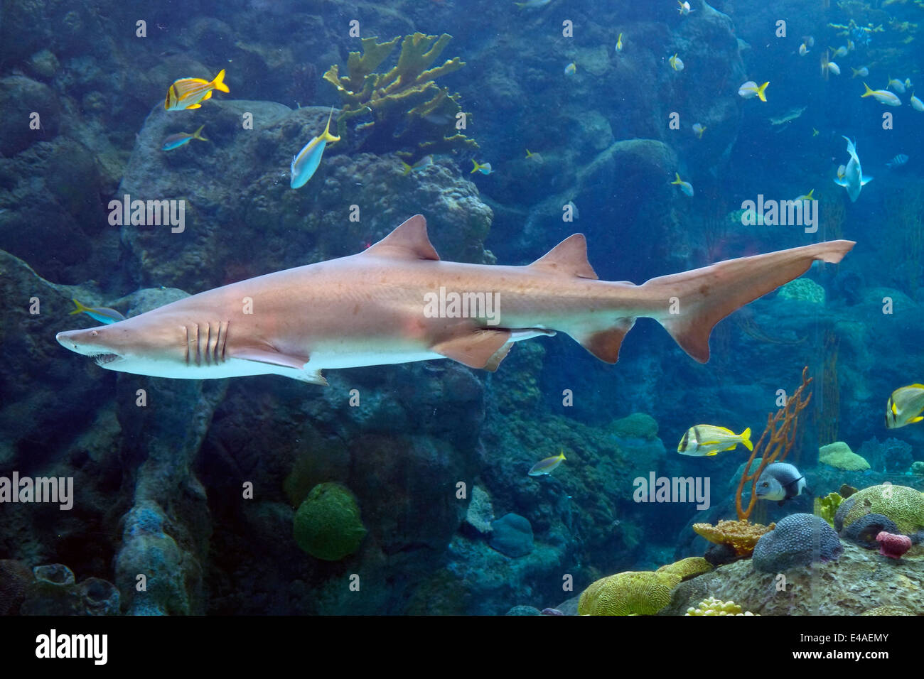 Shark tank hi-res stock photography and images - Alamy