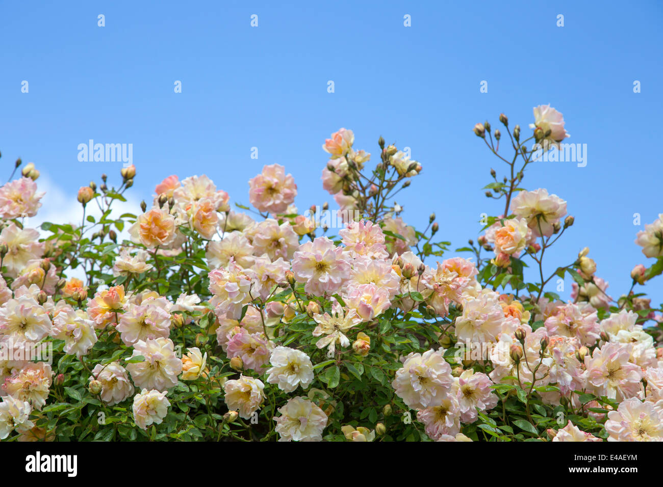 Climbing rose climbing roses hi-res stock photography and images - Alamy