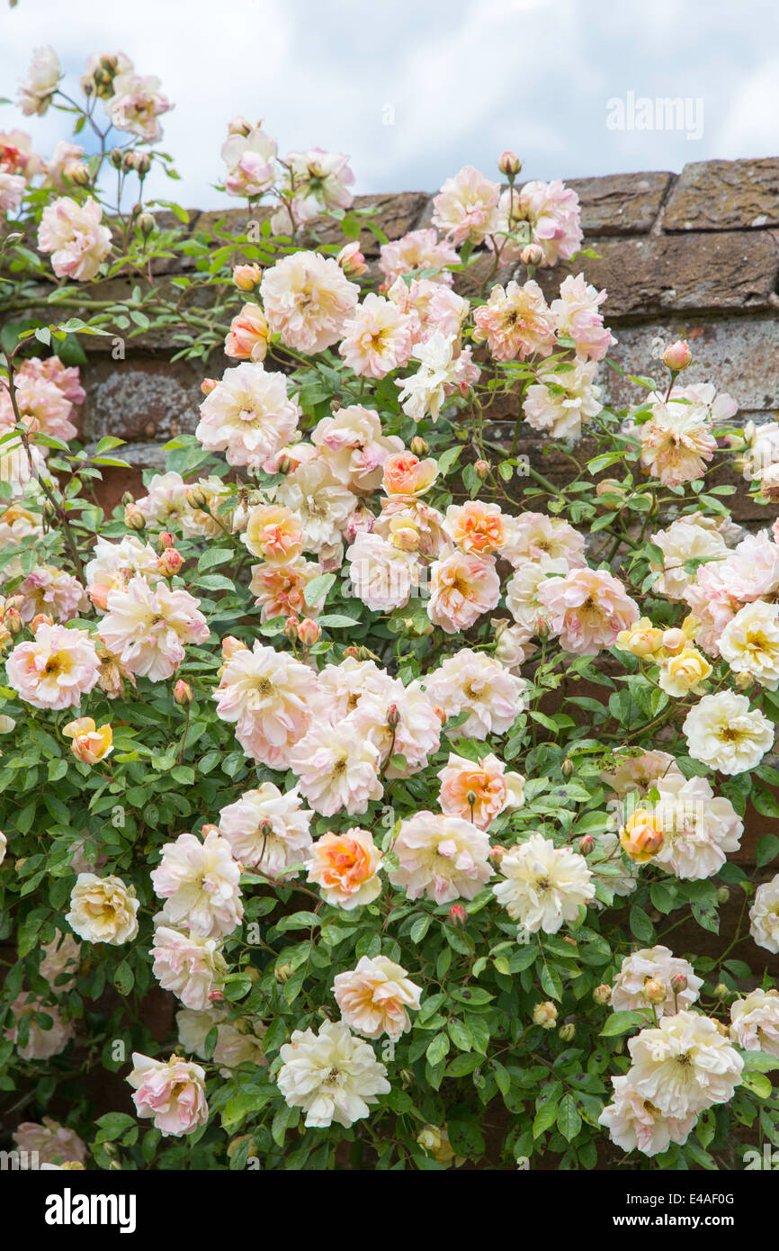 Climbing rose climbing roses hi-res stock photography and images - Alamy