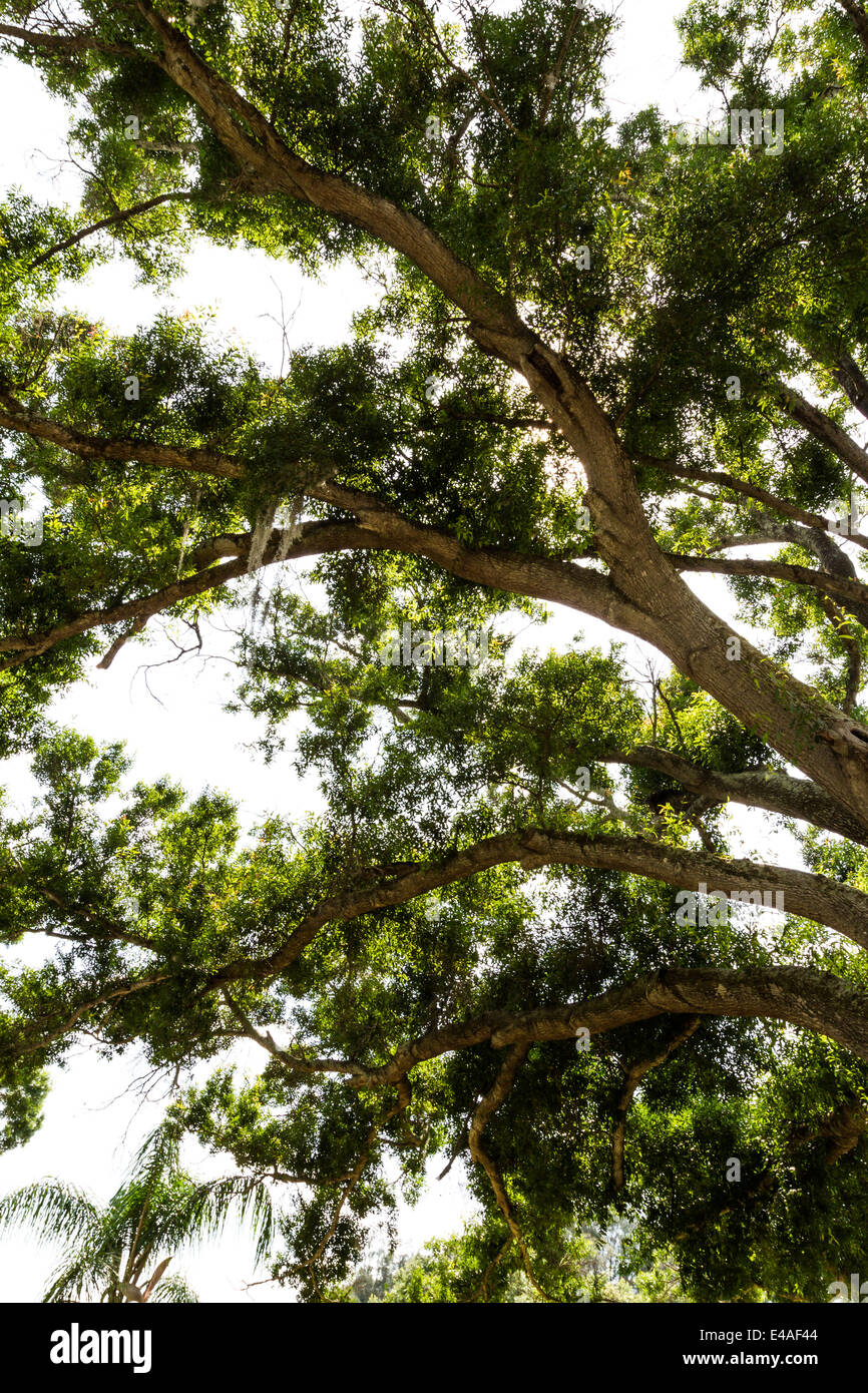 large cottonwood tree from underneath with the afternoon florida ...