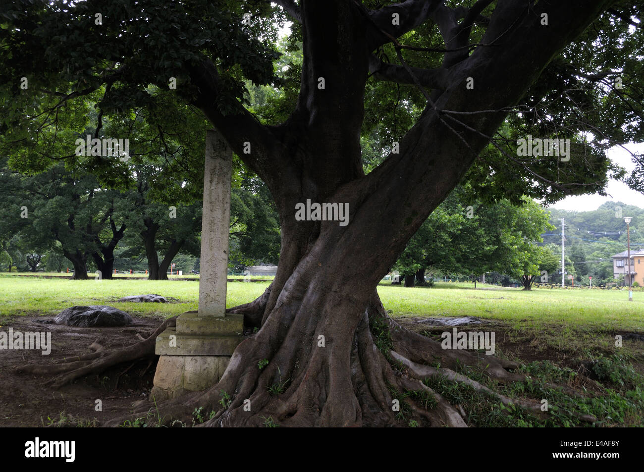 Musashi kokubunji temple hi-res stock photography and images - Alamy