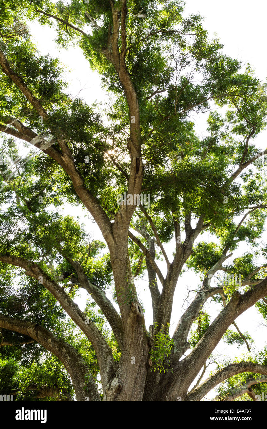 large cottonwood tree from underneath with the afternoon florida ...