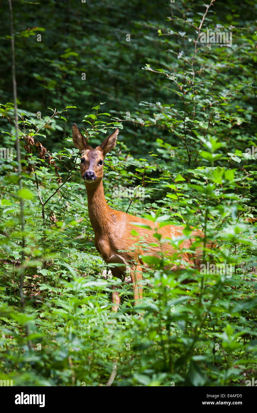Female red deer hi-res stock photography and images - Alamy