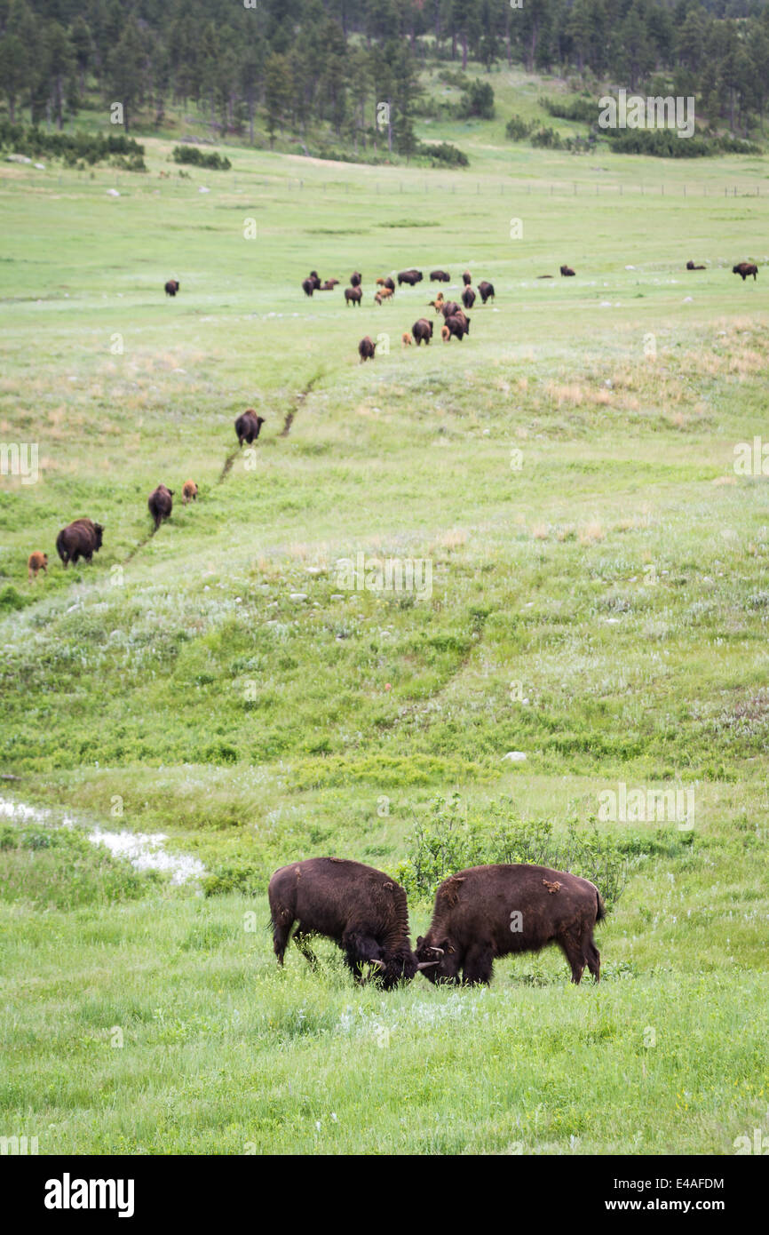 American bison and fighting hi-res stock photography and images - Alamy