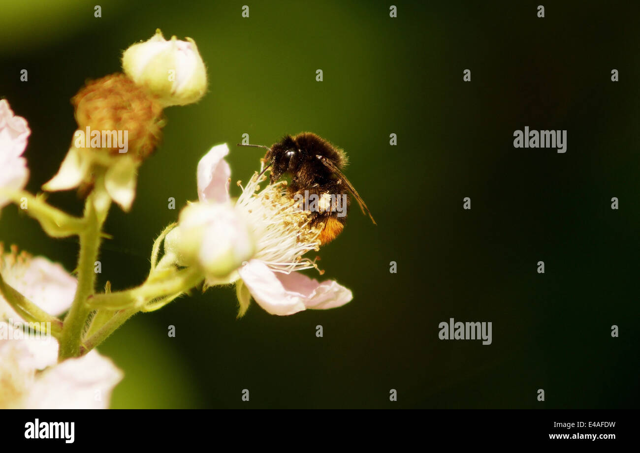 Red Tailed Bumble Bee Stock Photo - Alamy