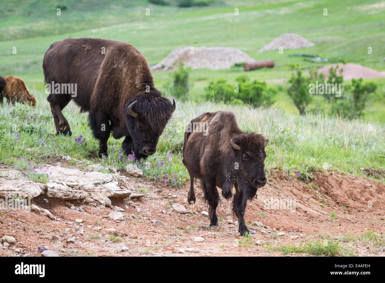 wild american buffalo family in the grasslands of South Dakota Stock ...
