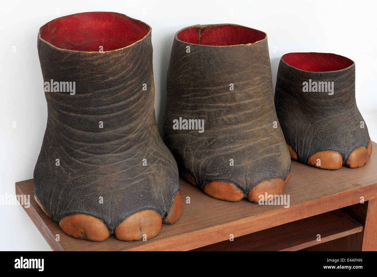 Elephant Feet High Resolution Stock Photography and Images - Alamy