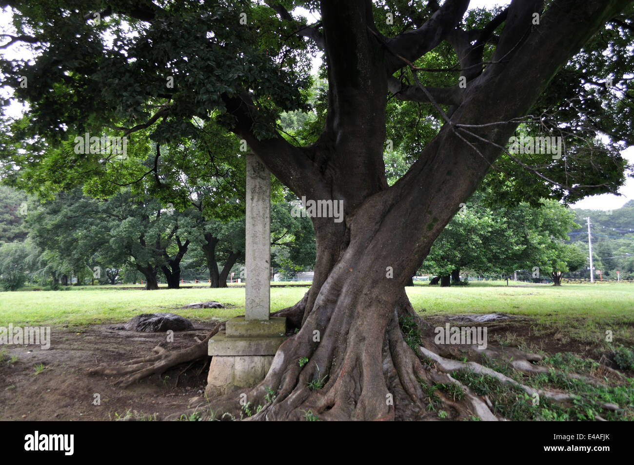 Ruins Of Musashi Kokubunji Temple High Resolution Stock Photography and ...