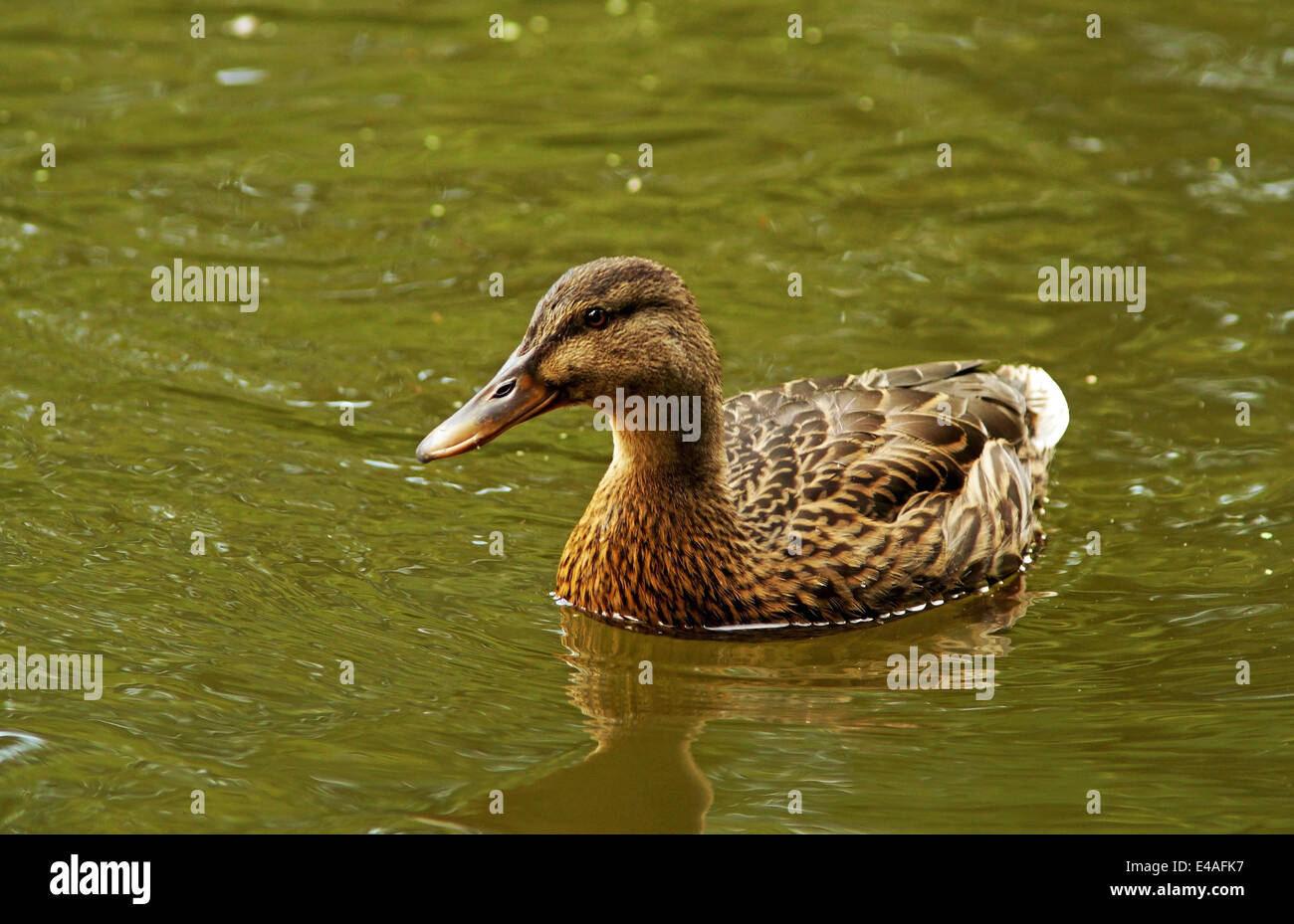 Mallard eye hi-res stock photography and images - Alamy