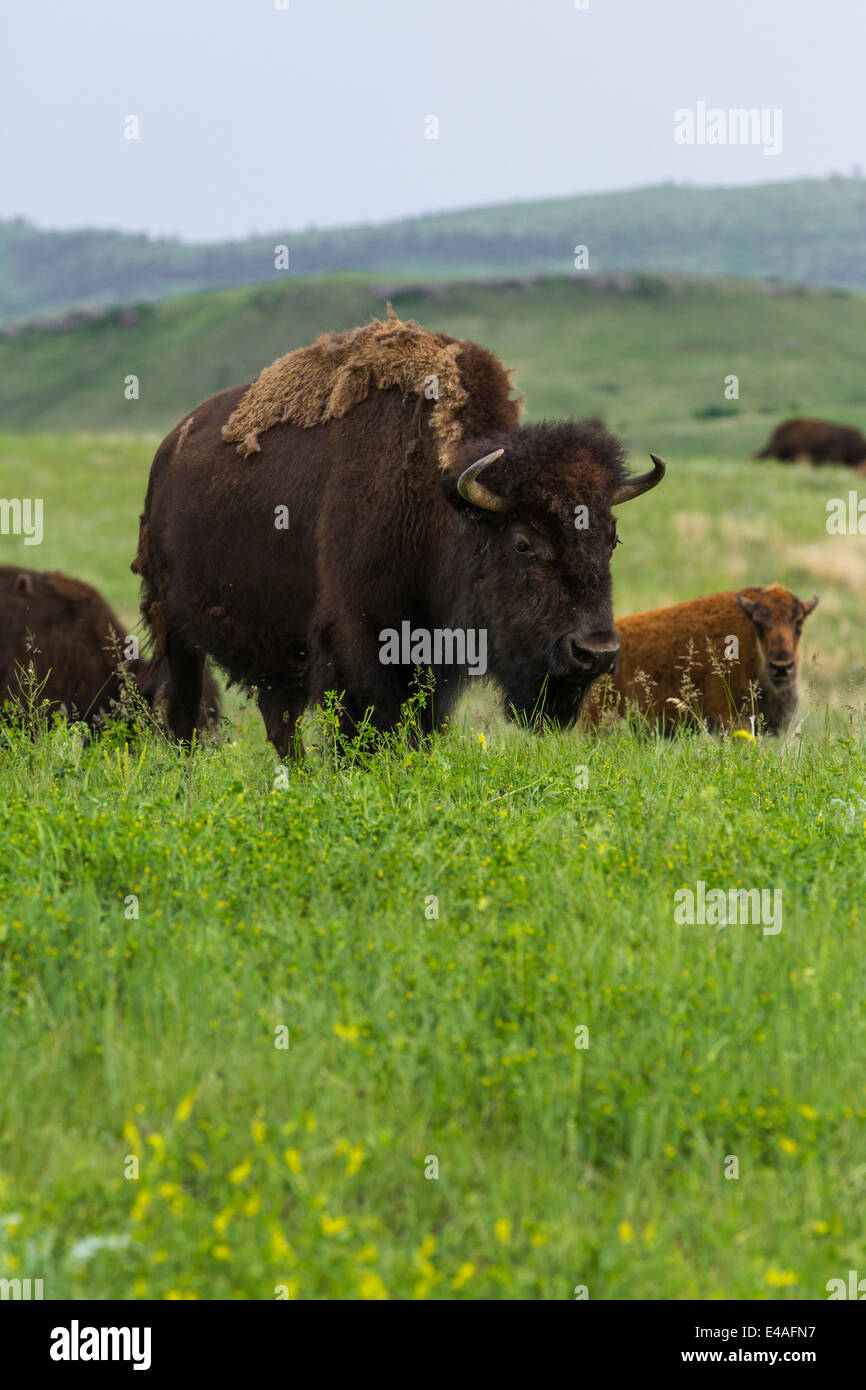 wild american buffalo family in the grasslands of South Dakota Stock ...